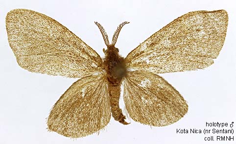 Papua Insects Foundation (Lepidoptera/Psychidae/Amatissa sentaniensis)